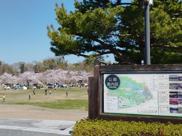 けいはんな記念公園の桜／Mottai-Navi
