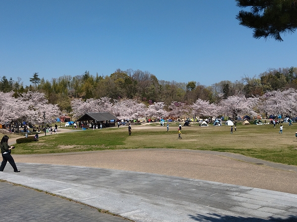 けいはんな記念公園の桜／Mottai-Navi