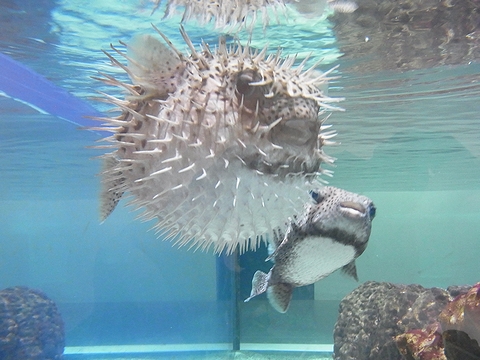 生きているミュージアム「ニフレル」／Mottai-Navi