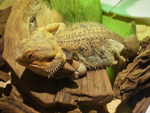 生きているミュージアム「ニフレル」／Mottai-Navi