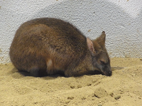 生きているミュージアム「ニフレル」／Mottai-Navi