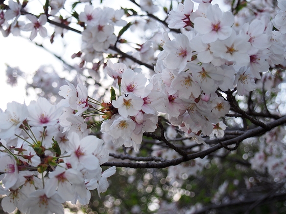 今年もさくら満開(2024)！／Mottai-Navi